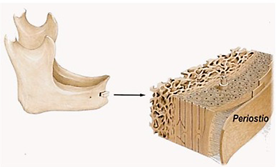 ¿QUÉ ES LA PERIOSTITIS? ANALIZAMOS SUS CAUSAS, SÍNTOMAS Y TRATAMIENTO ...