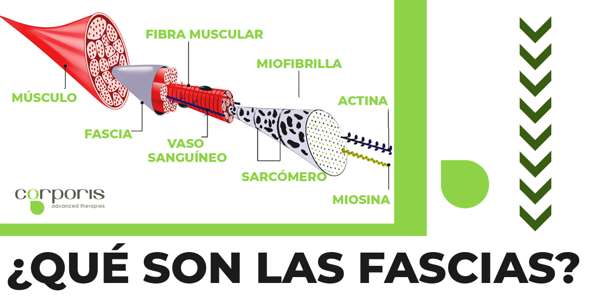 ¿QUÉ SON LAS FACIAS Y CÓMO LA TERAPIA MIOFASCIAL AYUDA EN SU ...