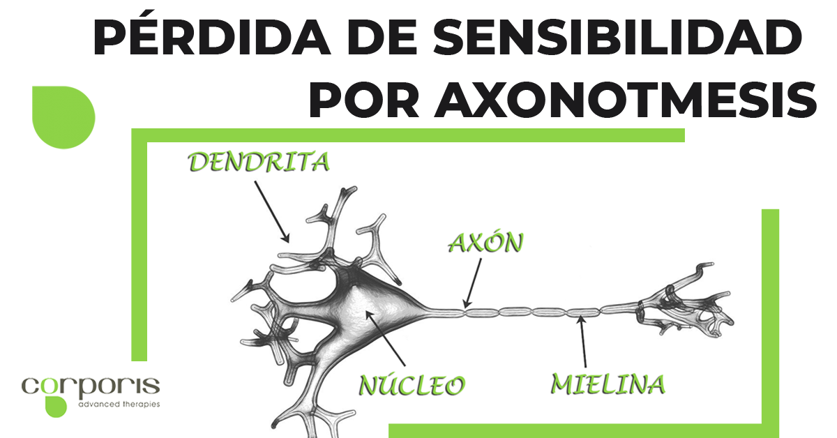 ¿Qué es la axonotmesis?
